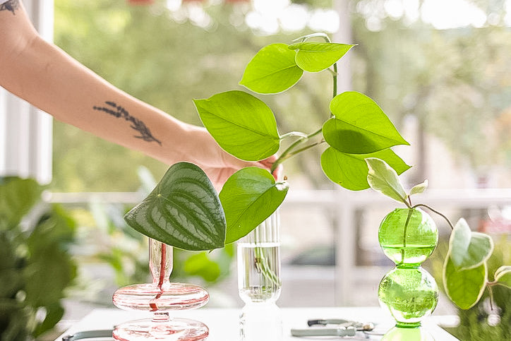 How to: Water Propagation and Hydroculture – Fern Shop Cincinnati