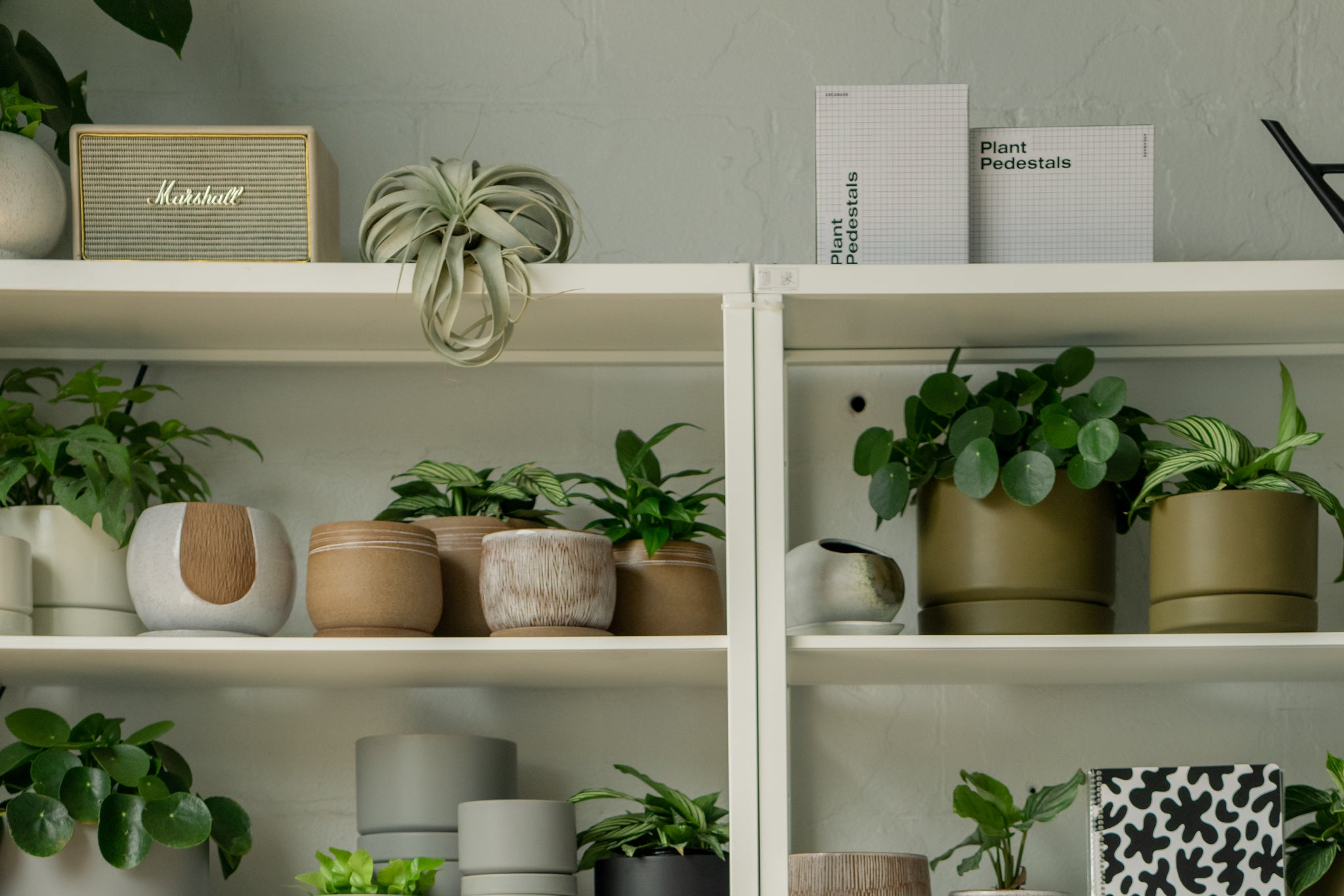 7 years – Fern Shop Cincinnati