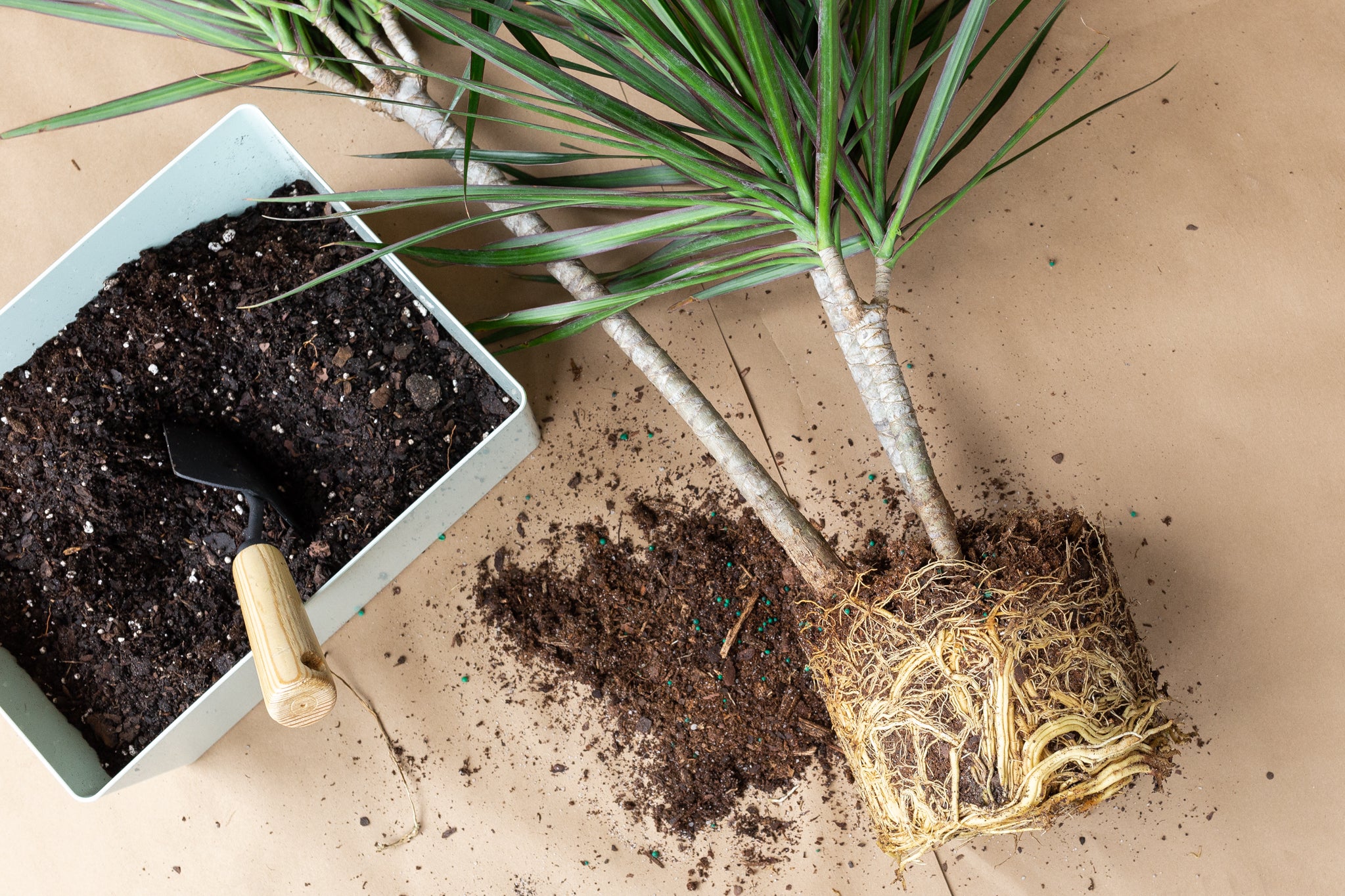 Spring Houseplant Maintenance – Fern Shop Cincinnati