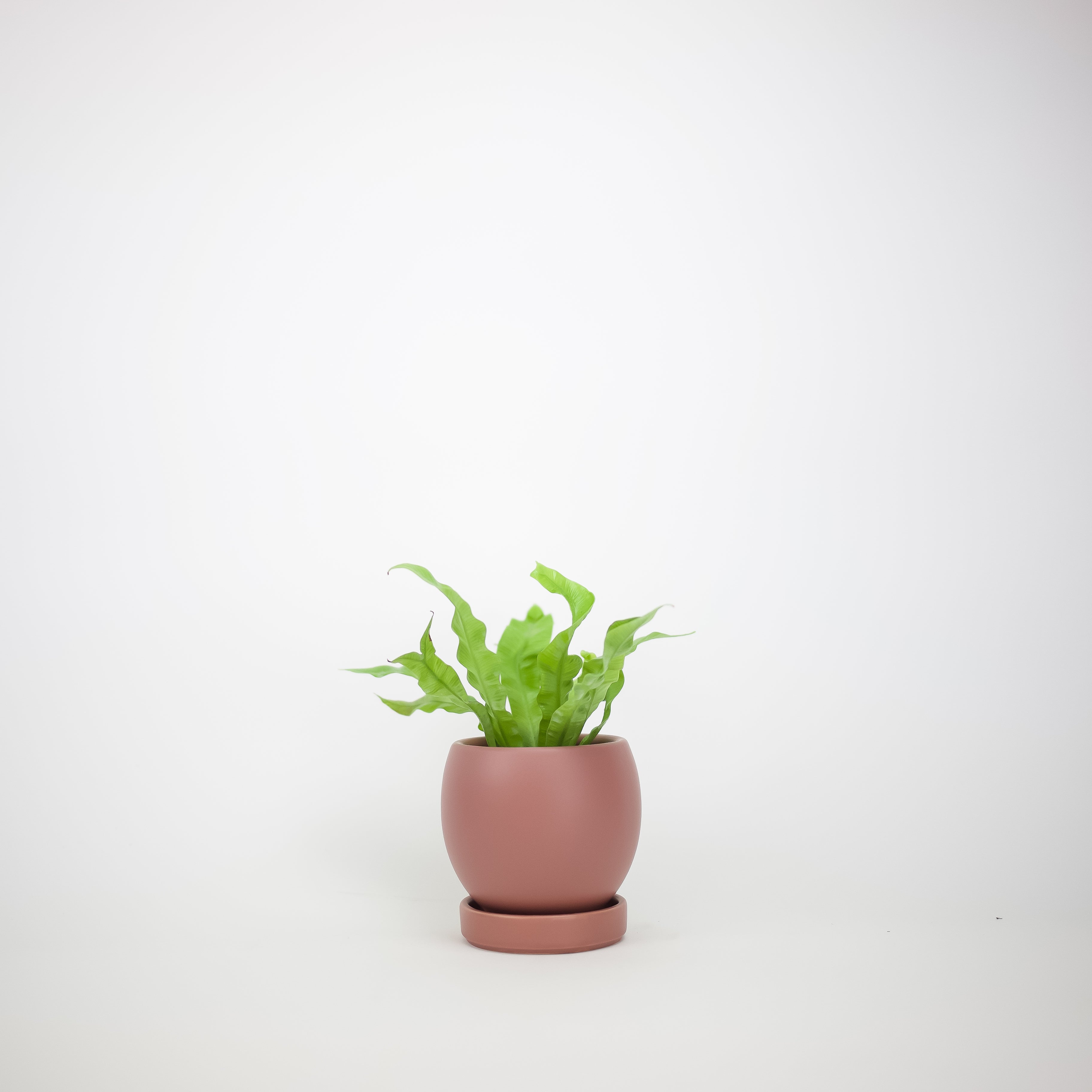 Planters – Fern Shop Cincinnati