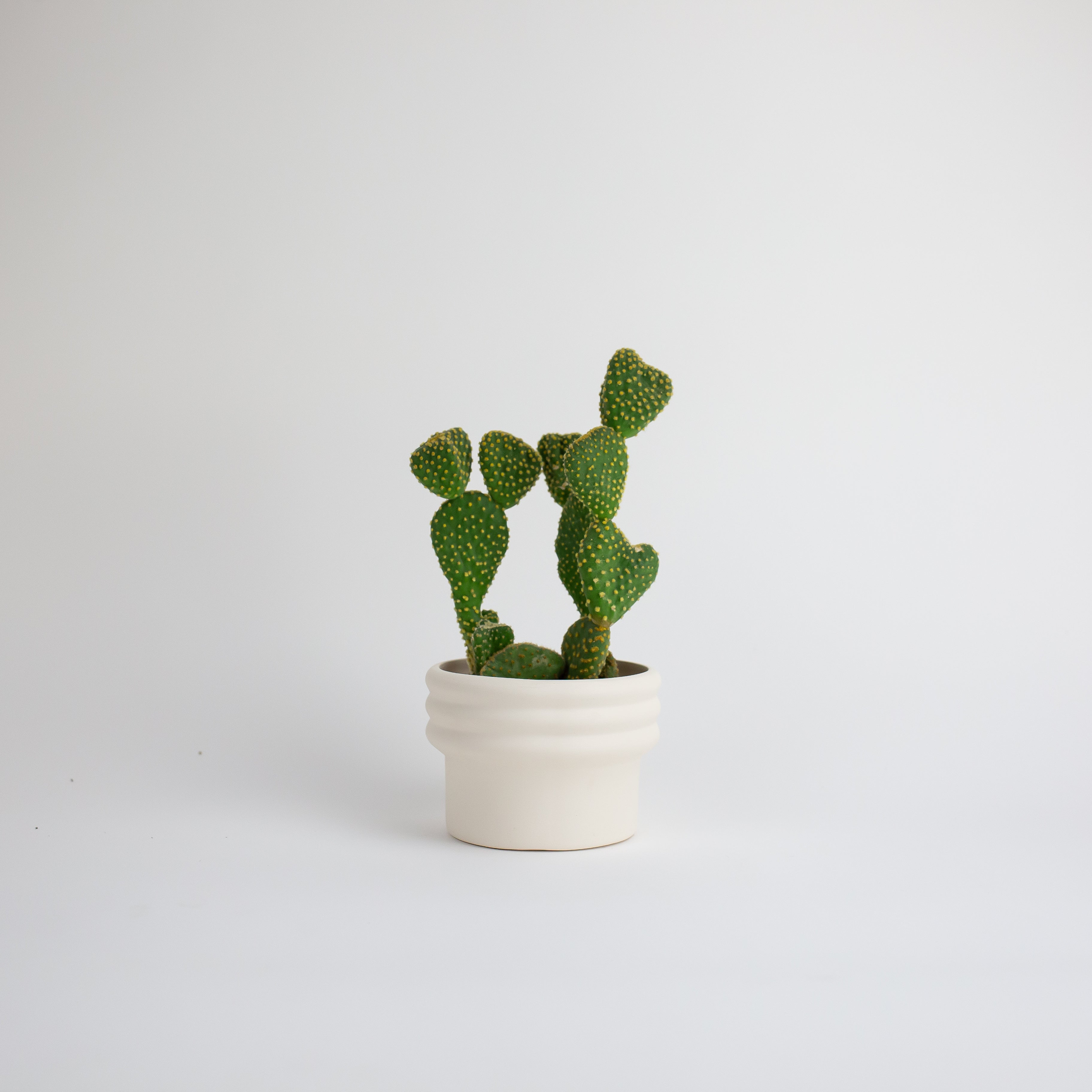 Planters – Fern Shop Cincinnati