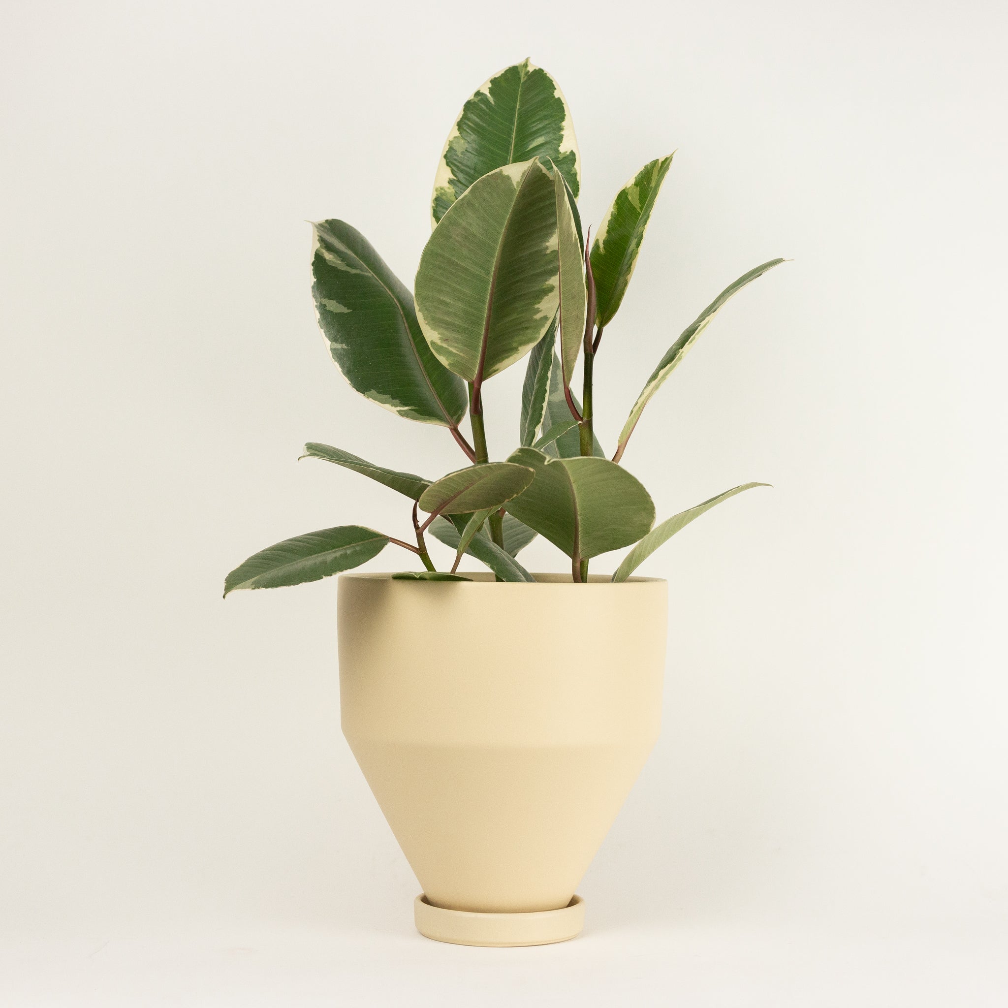 Planters – Fern Shop Cincinnati