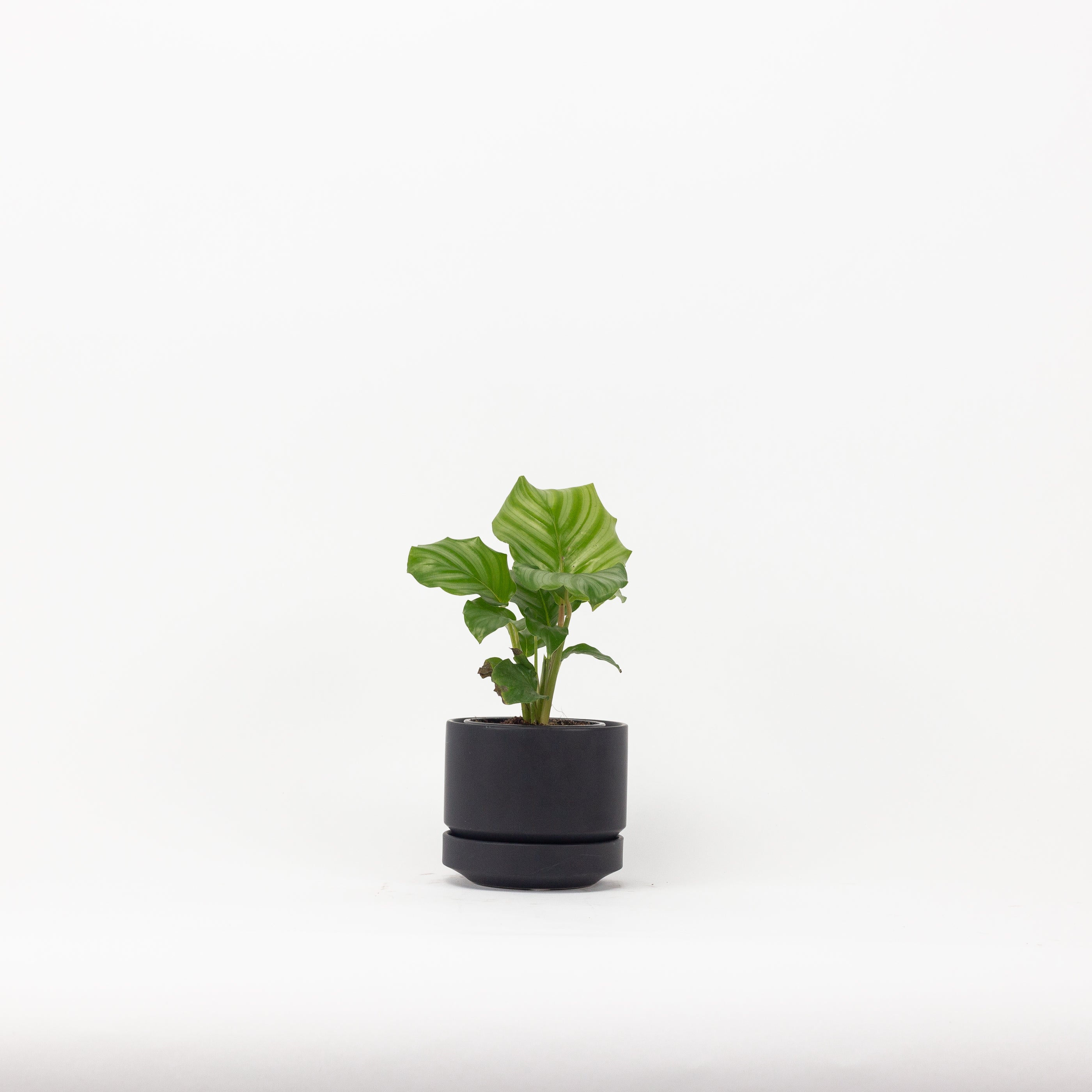 Large Planters – Fern Shop Cincinnati