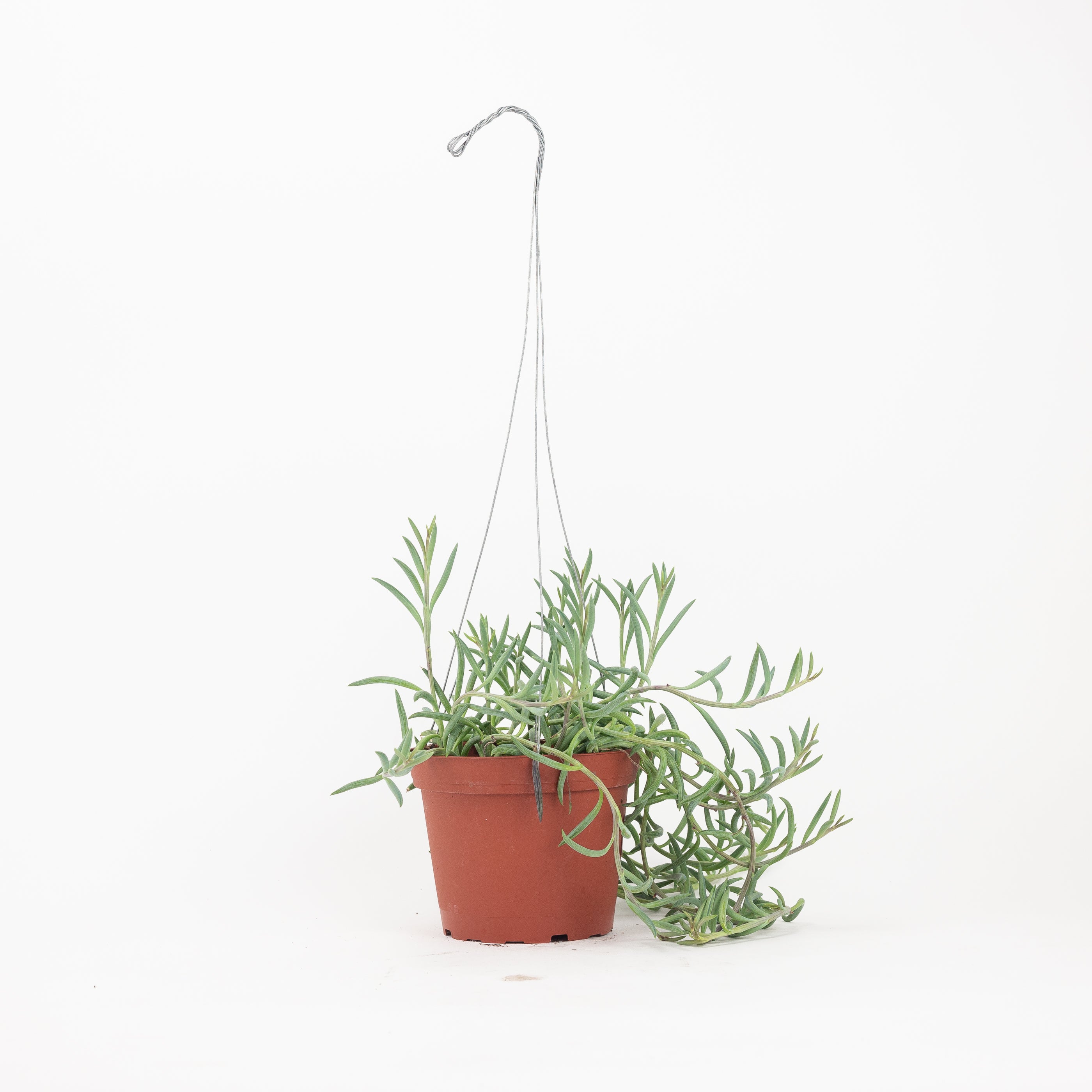 6" Hanging Fishhook – Fern Shop Cincinnati