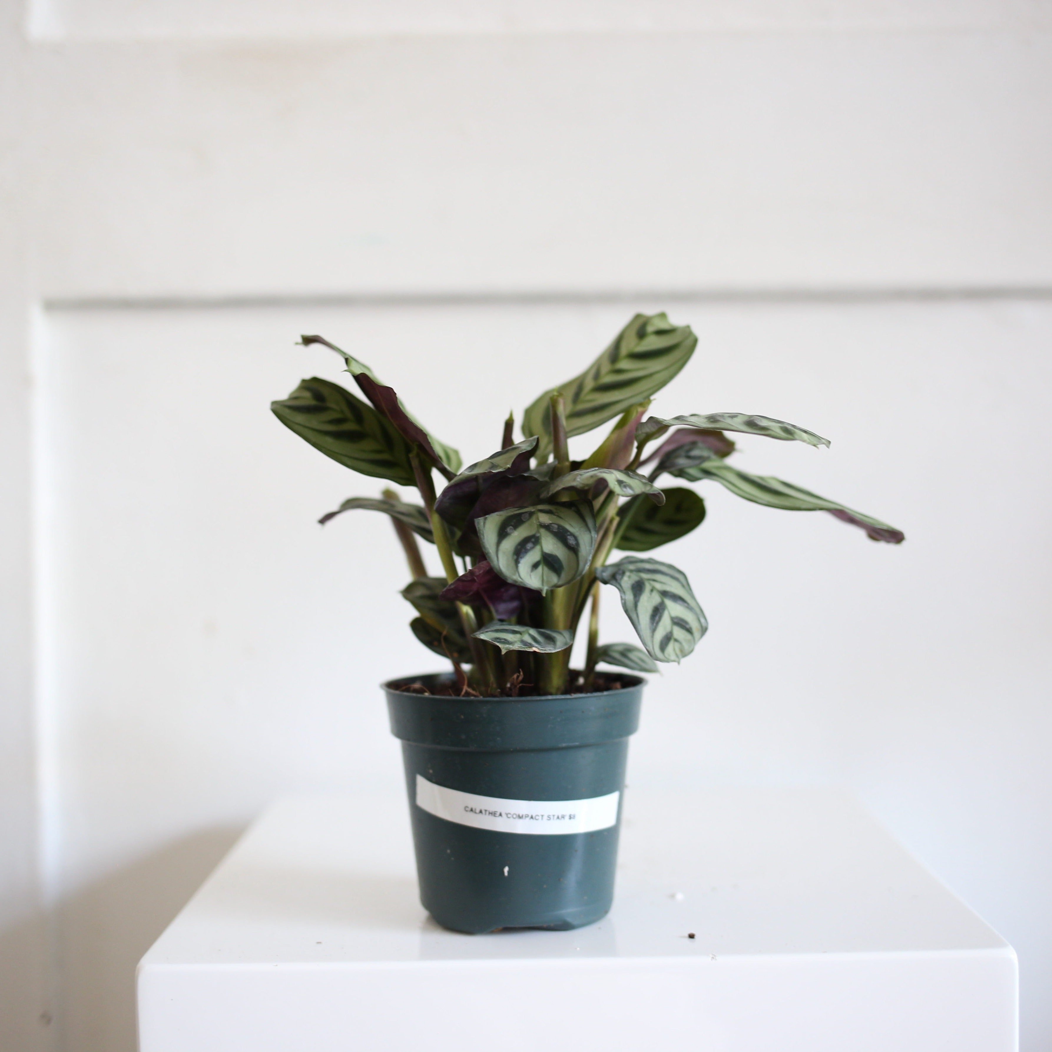 4" Calathea 'Compact Star' – Fern Shop Cincinnati