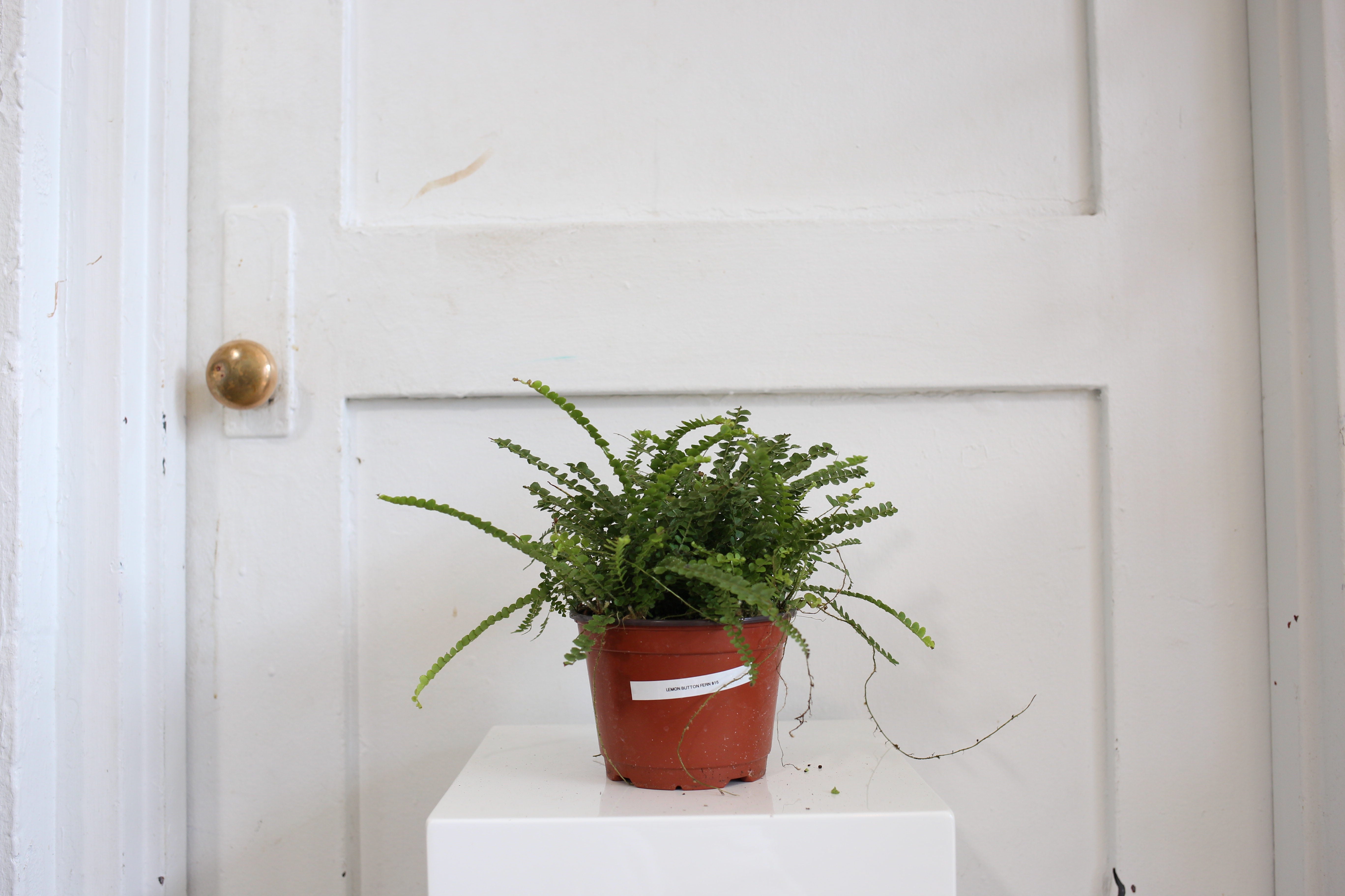 6” Lemon Button Fern – Fern Shop Cincinnati