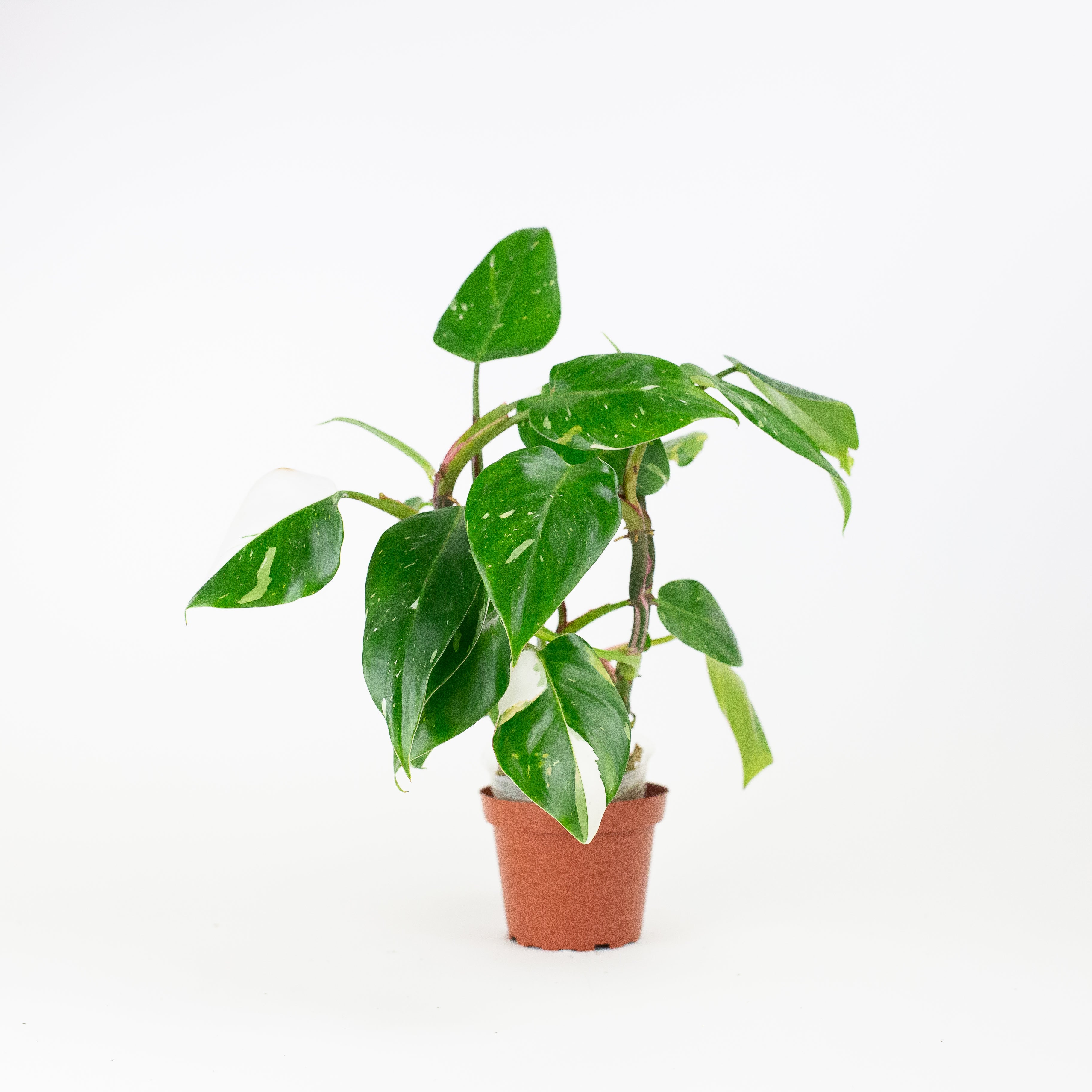 4" Philodendron White Knight – Fern Shop Cincinnati