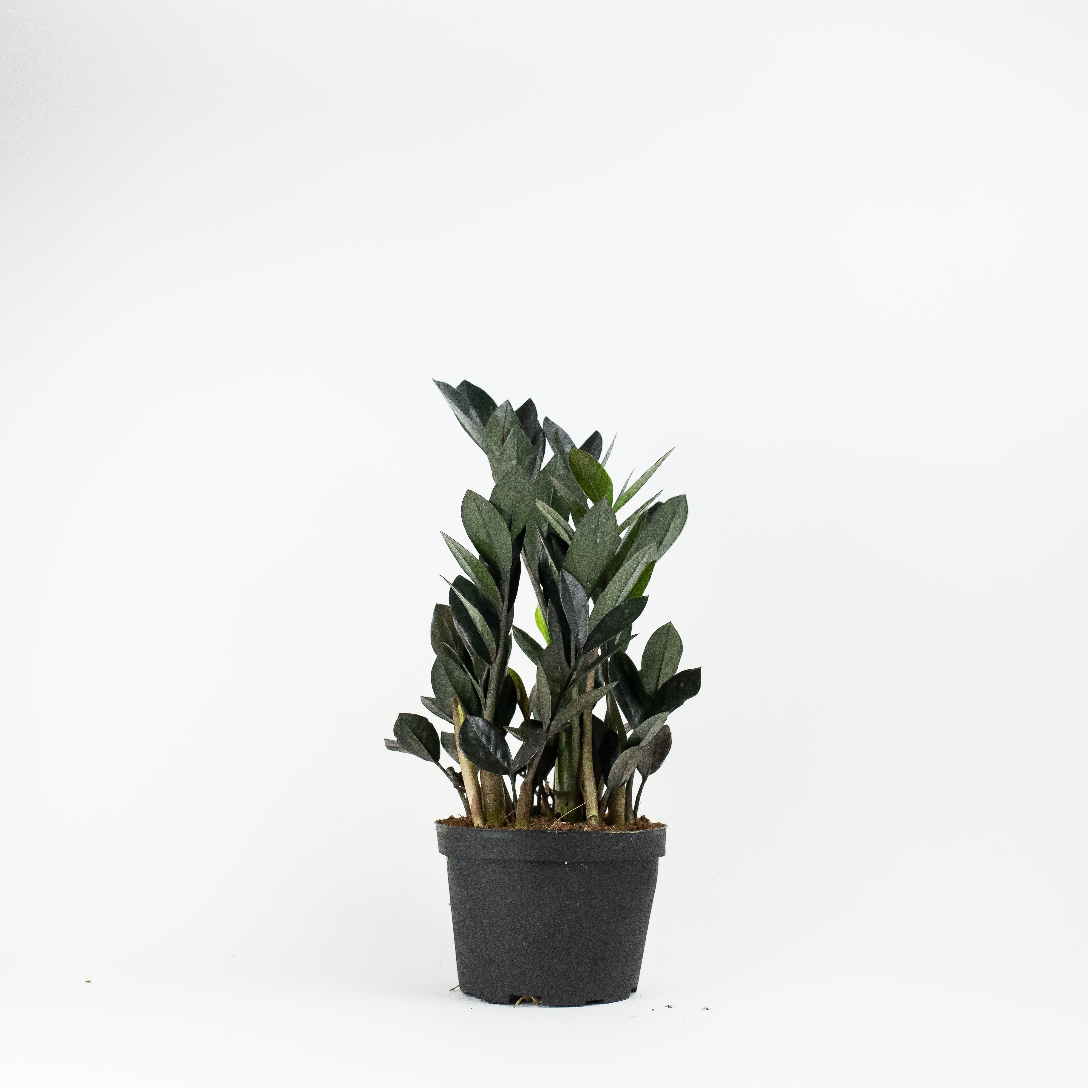 6" Black 'Raven' Zz Plant – Fern Shop Cincinnati