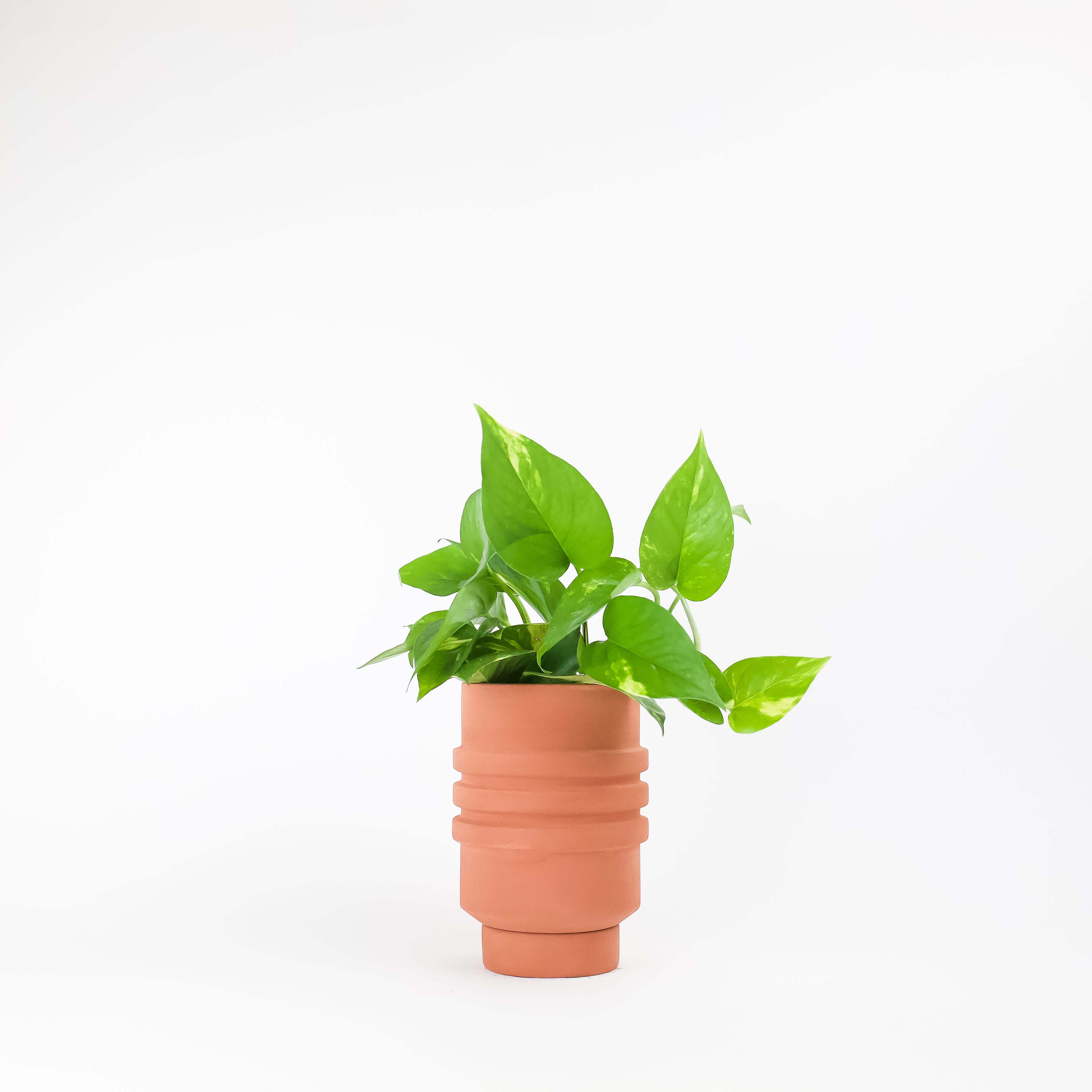 Strata Plant Vessel - Terracotta – Fern Shop Cincinnati