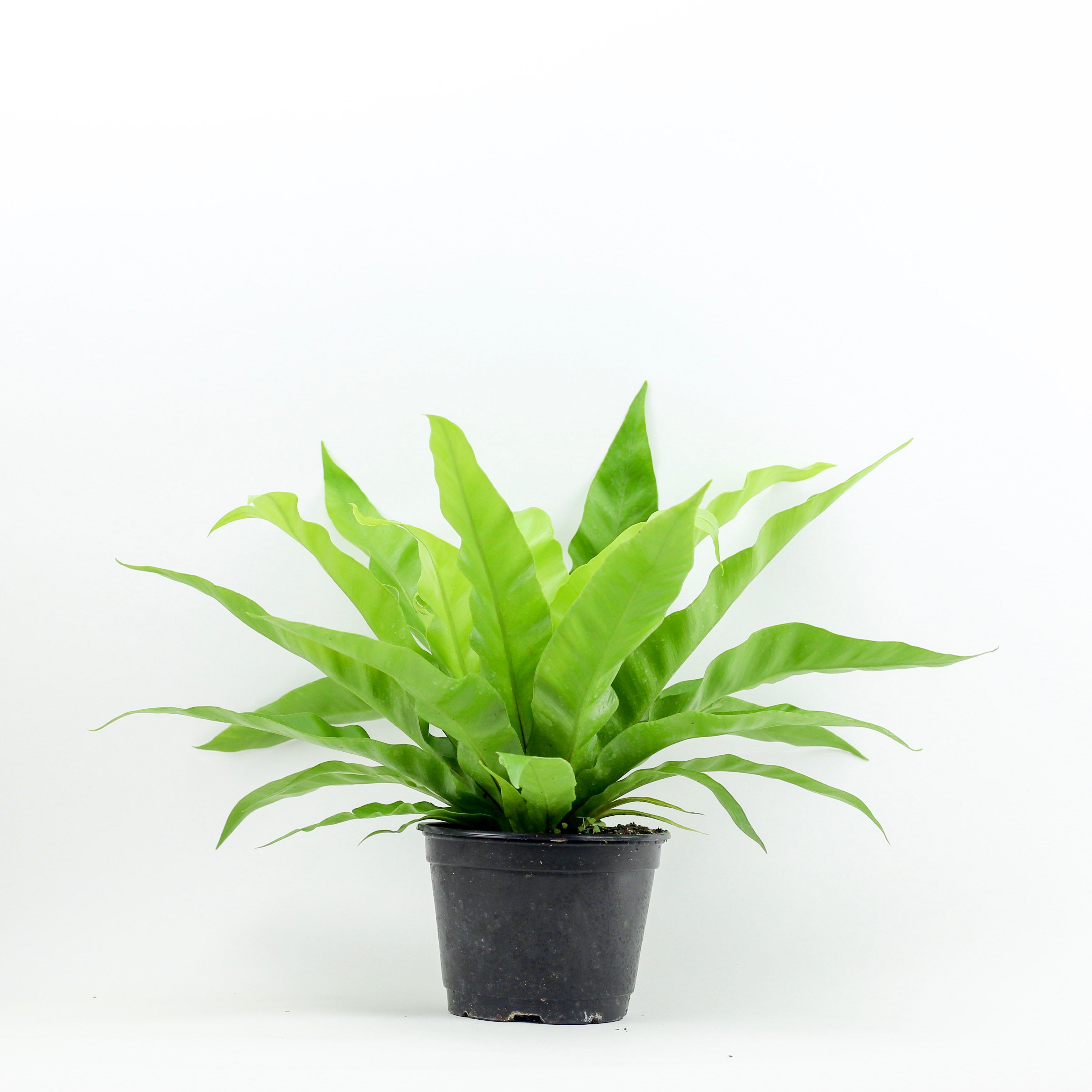 6" Birds Nest Fern – Fern Shop Cincinnati