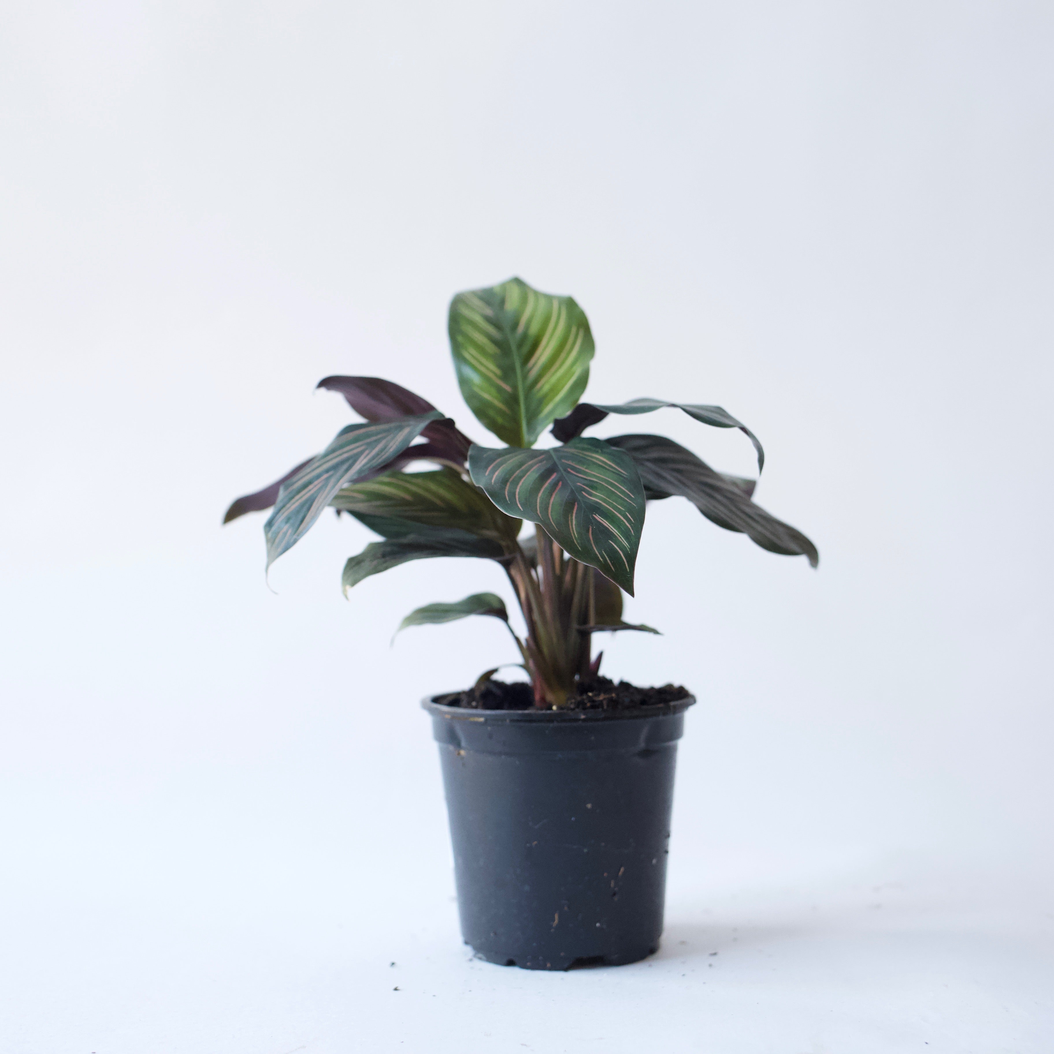 4" Calathea Beauty Star – Fern Shop Cincinnati