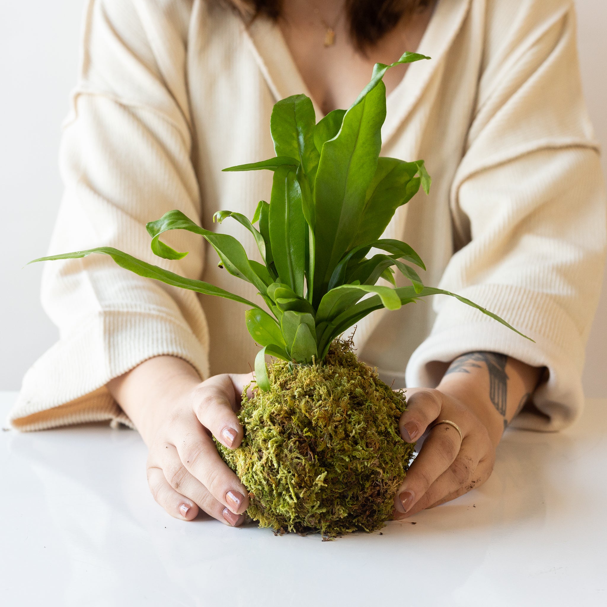 Classes – Fern Shop Cincinnati