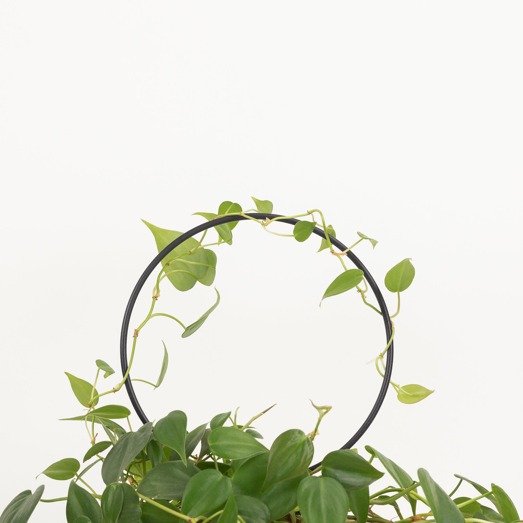Circle Houseplant Trellis – Fern Shop Cincinnati